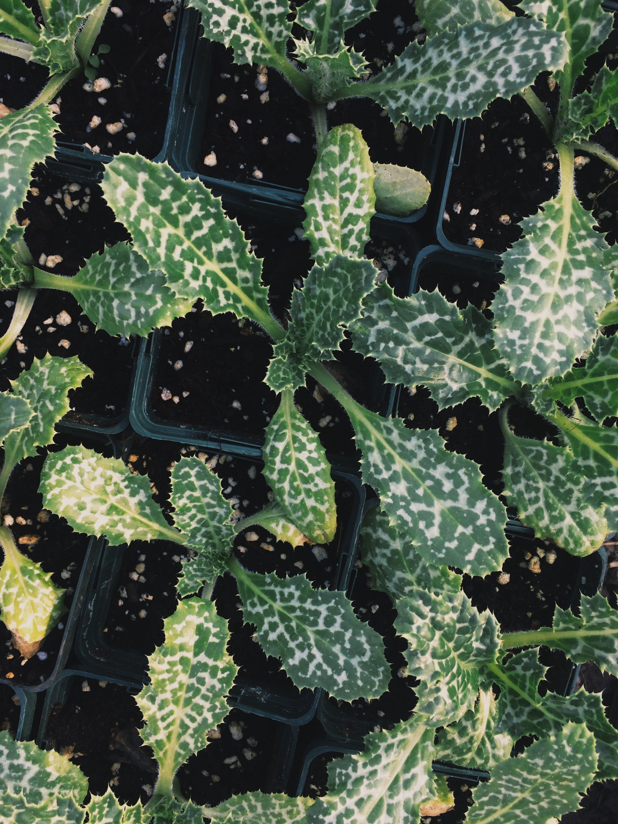 Rebel Roots Herb Farm