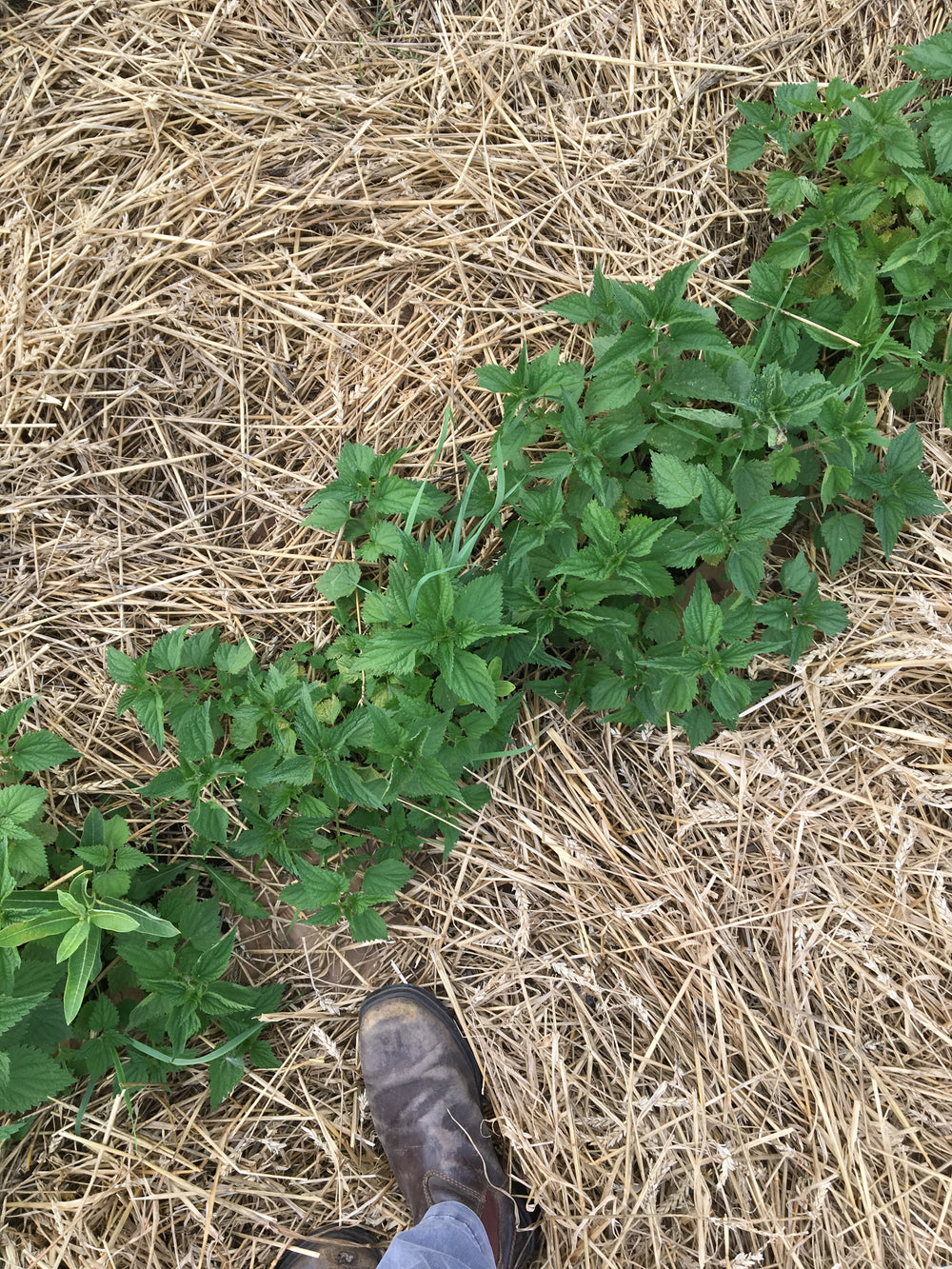 Rebel Roots Herb Farm