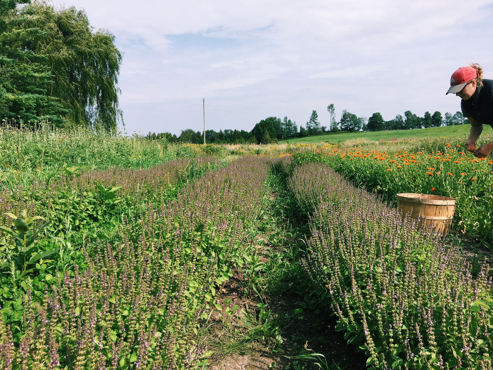 Rebel Roots Herb Farm